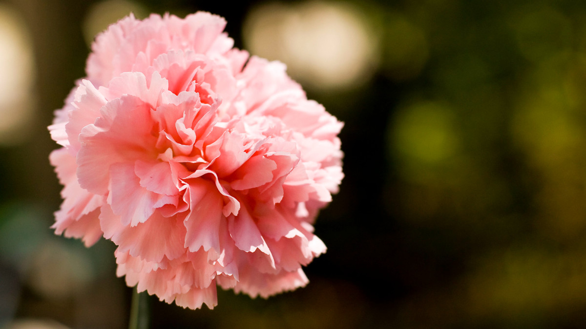 Types of Pink Flowers for Your Garden: Pictures and Tips for Care ...