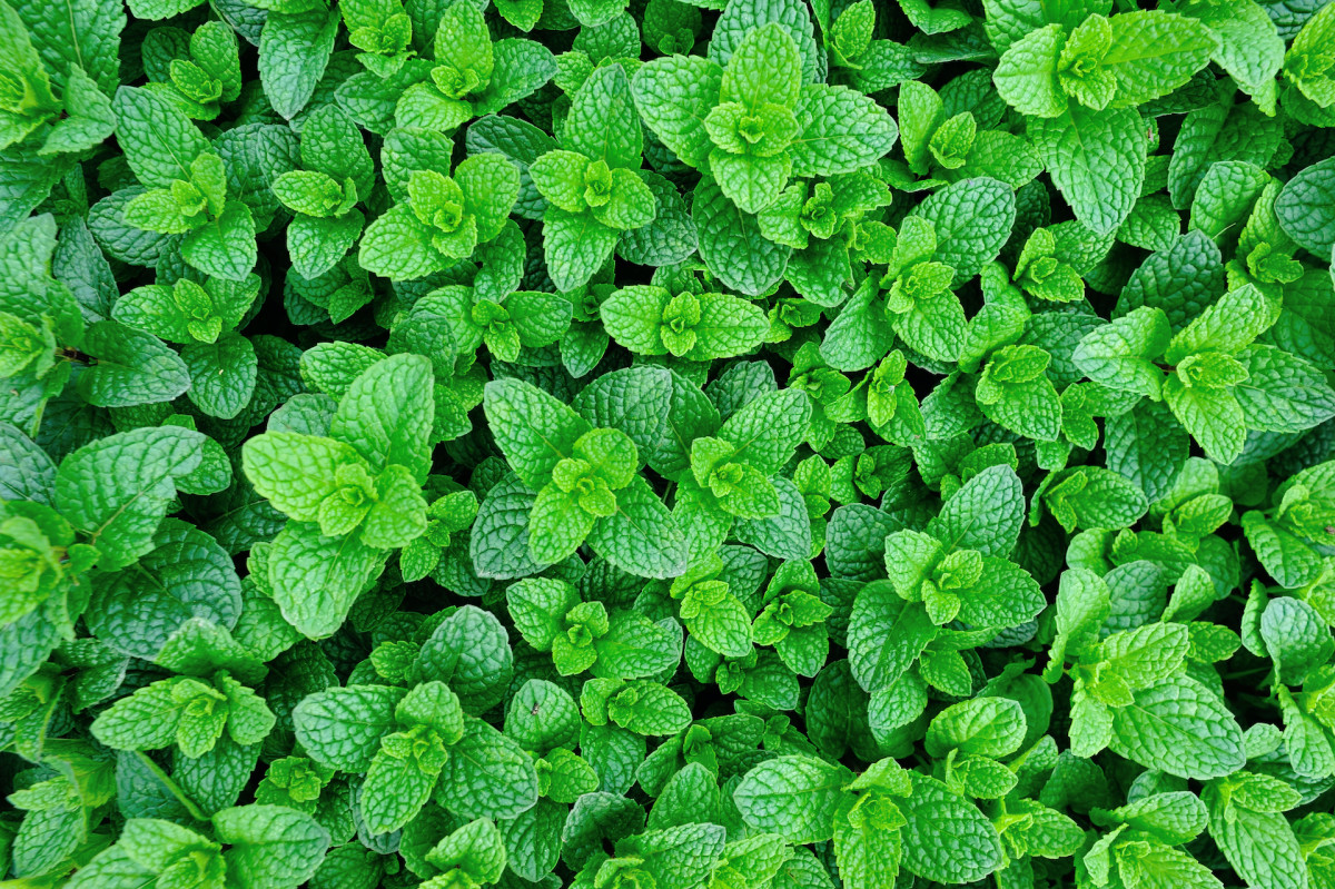 Produce A Lifetime Supply Of Mint With Gardener s Propagation Tips