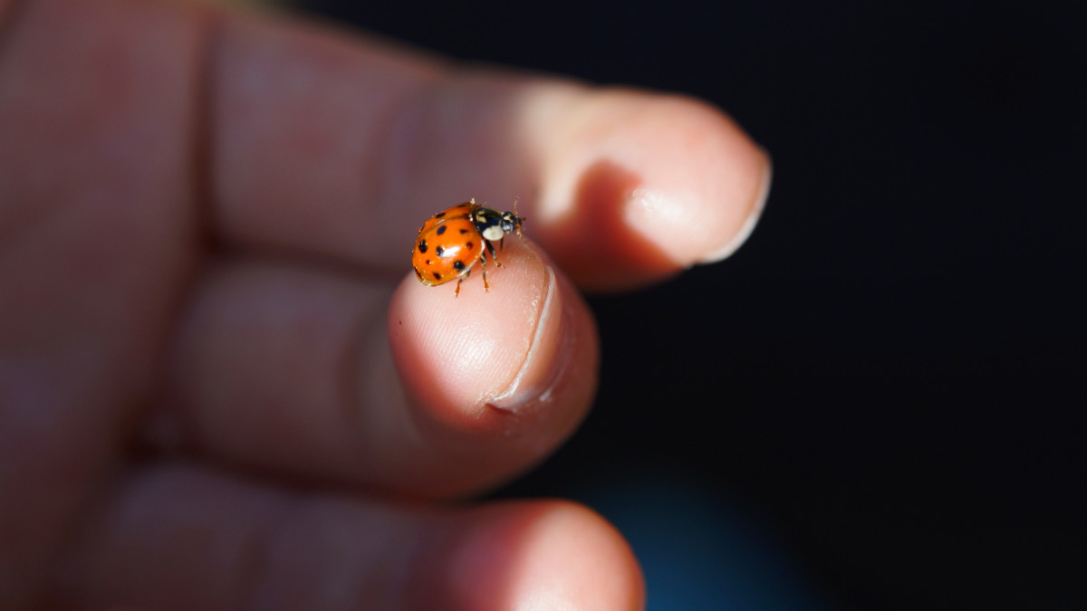 7 Ways Ladybugs Help Humans Plus Tips and Facts - Dengarden