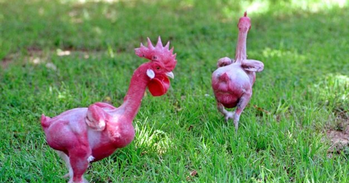 Advantages and Disadvantages of Featherless (Naked) Chickens - Dengarden