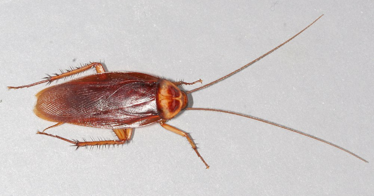 Natural Cockroach Control—How to Keep Cockroaches Away Without Toxic ...