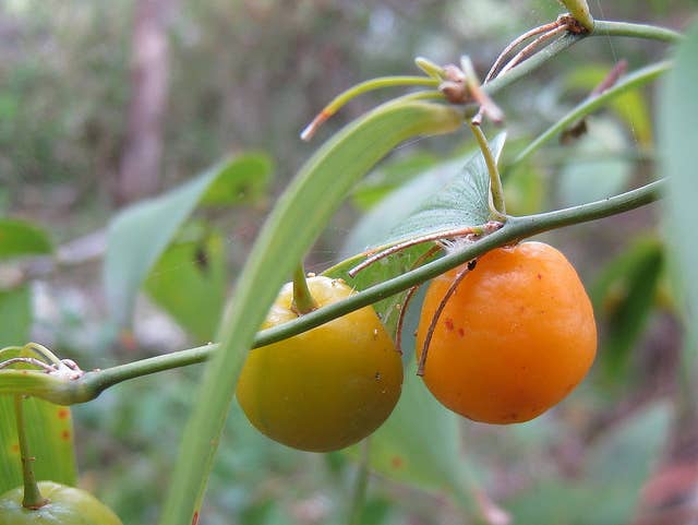 Australian Native Plant Profile: Wombat Berry (Eustrephus latifolius ...