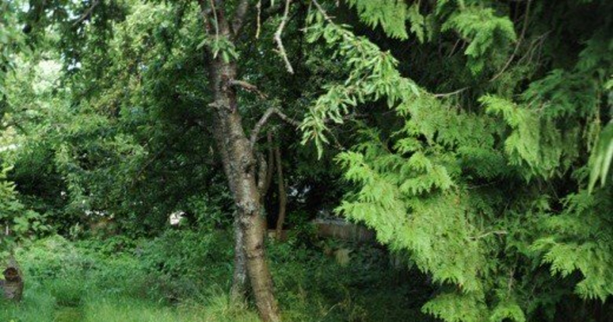 What's the Best Cordless String Trimmer/Weed Eater? 4 Reviews - Dengarden