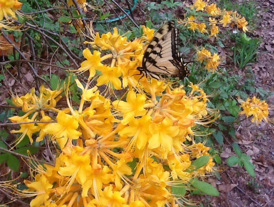 Native Azaleas of Louisiana - Dengarden
