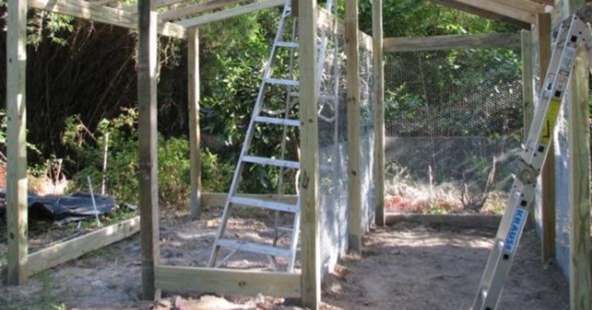 7 Tips For Taking Care of Chickens as a Beginner - Dengarden