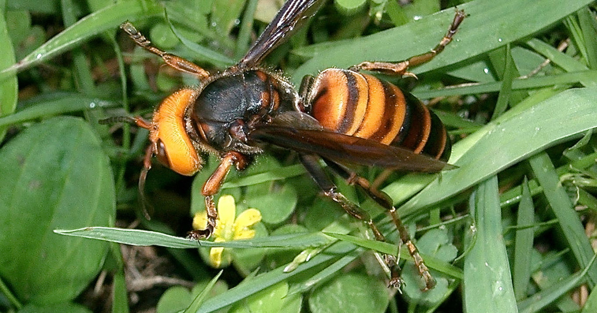 This Trick Will Instantly Get Rid Of Wasps - Dengarden