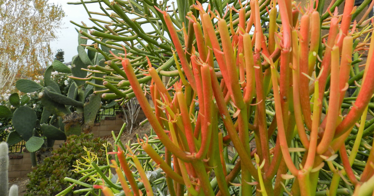 How to Care for Firestick Succulents - Dengarden