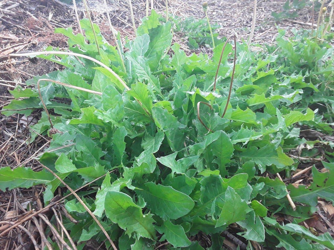 10 Useful or Edible Garden Weeds - Dengarden