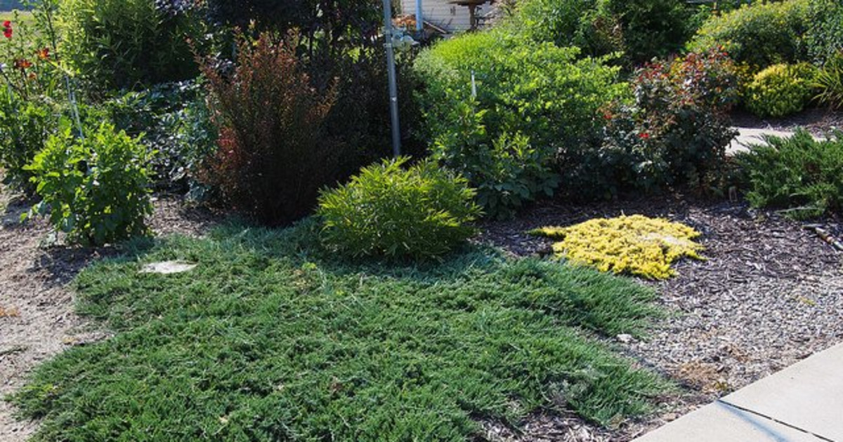 junipers ground cover