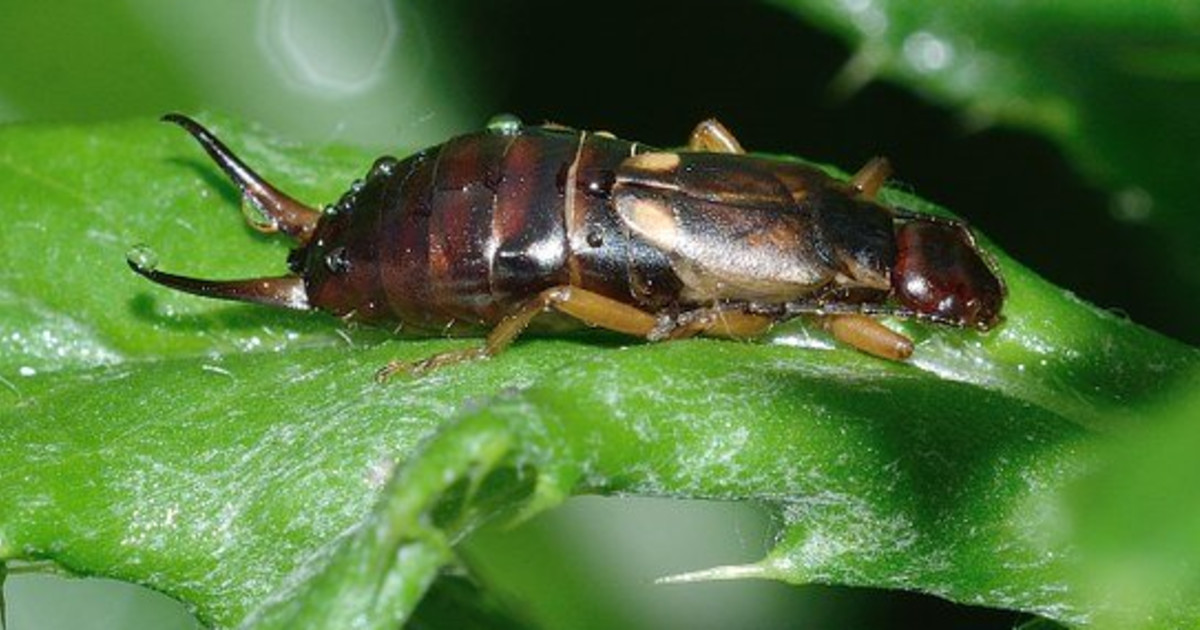 Do Earwigs Eat Garden Plants: Unveiling the Truth - Garden