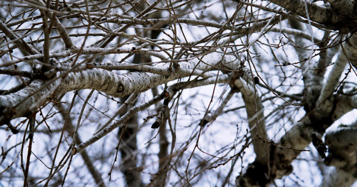 Why and When You Should Remove Tree Limbs - Dengarden