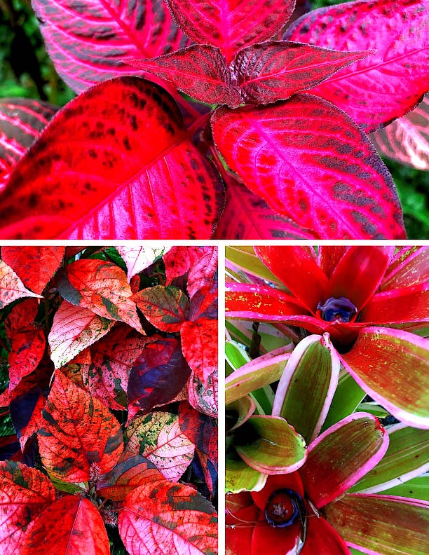 The Best Red Tropical Plants for Your Garden - Dengarden