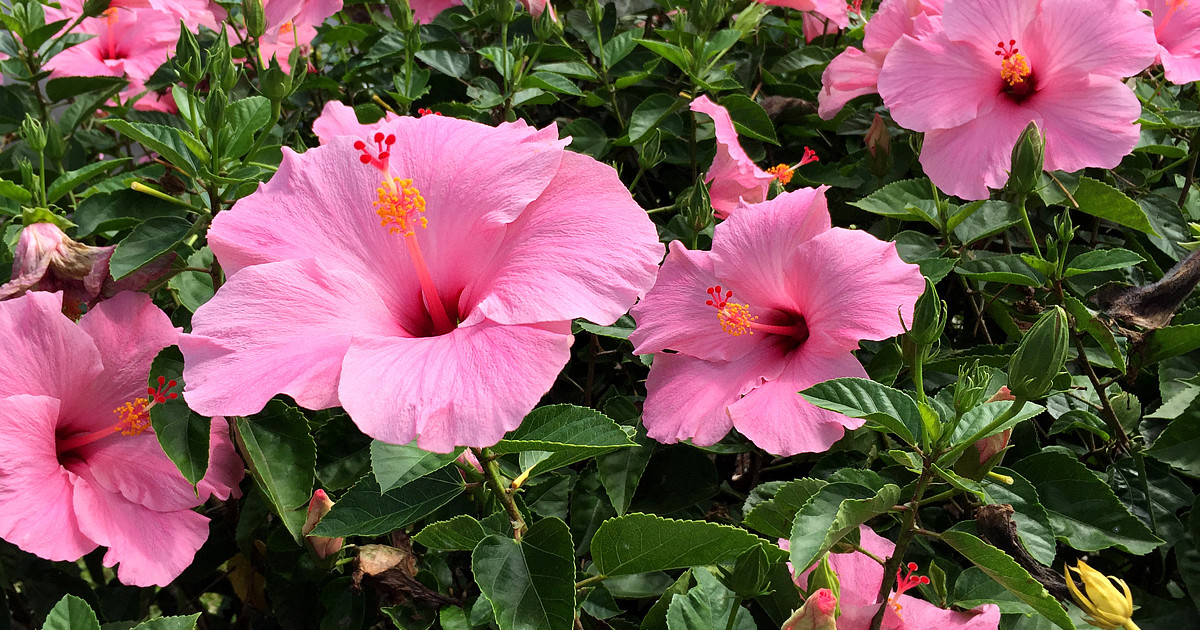 Pink Tropical Flowers With Photos and Planting Tips - Dengarden