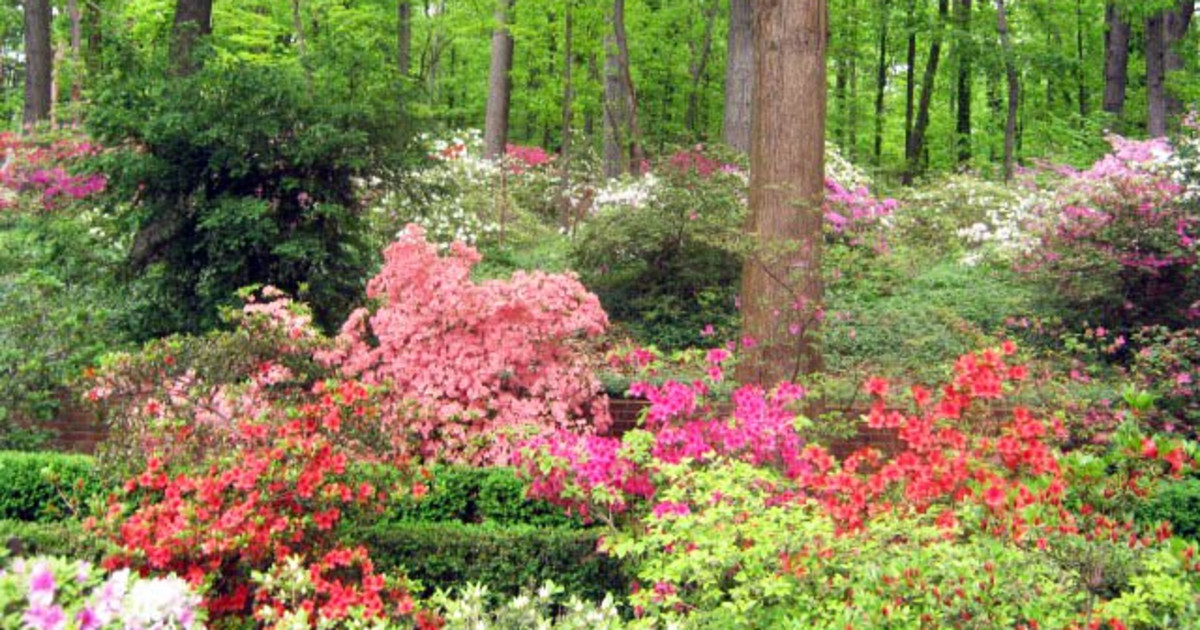 The Best Woodland Garden Plants - Dengarden