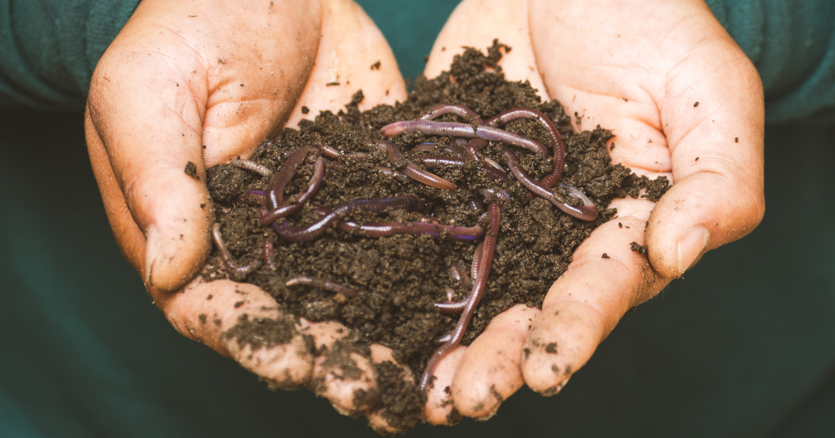 8 Ways to Make Your Own Fertilizer and Save Money - Dengarden