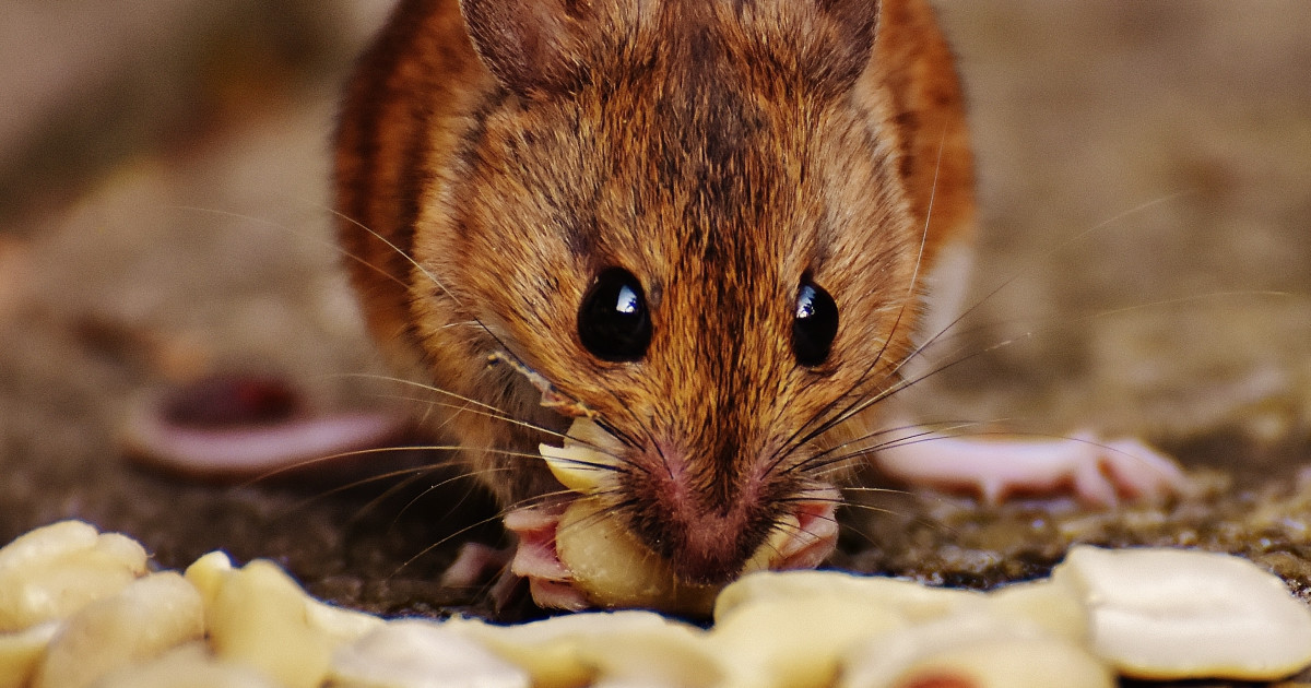 The Best Ways to Catch a Mouse - Dengarden