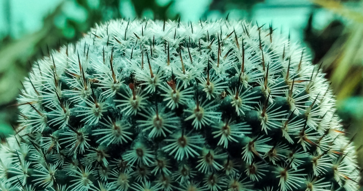 How to Repot a Cactus Without Getting Hurt - Dengarden
