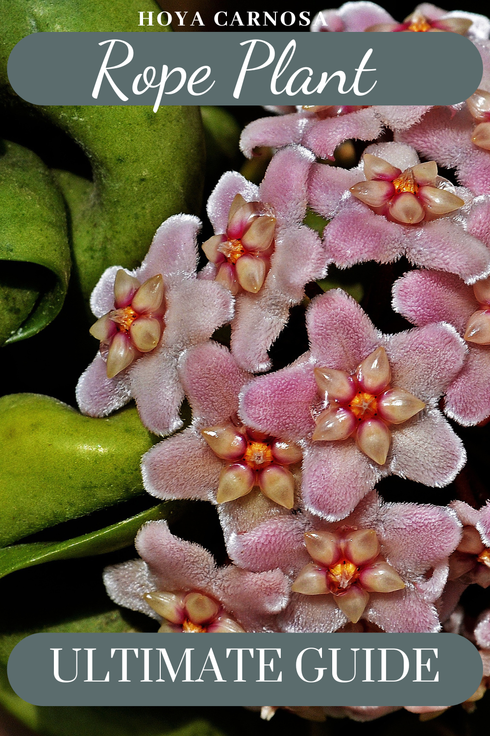 How to Care for and Propagate the Hoya Plant (Rope Plant) - Dengarden
