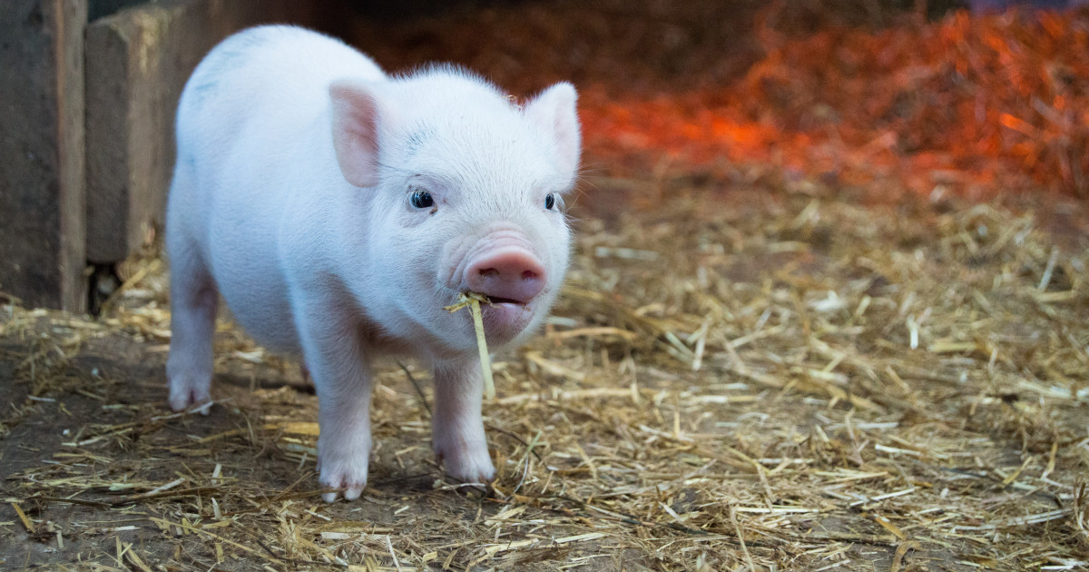 How to Build a Pigpen: Essential Elements of Hog Pens - Dengarden
