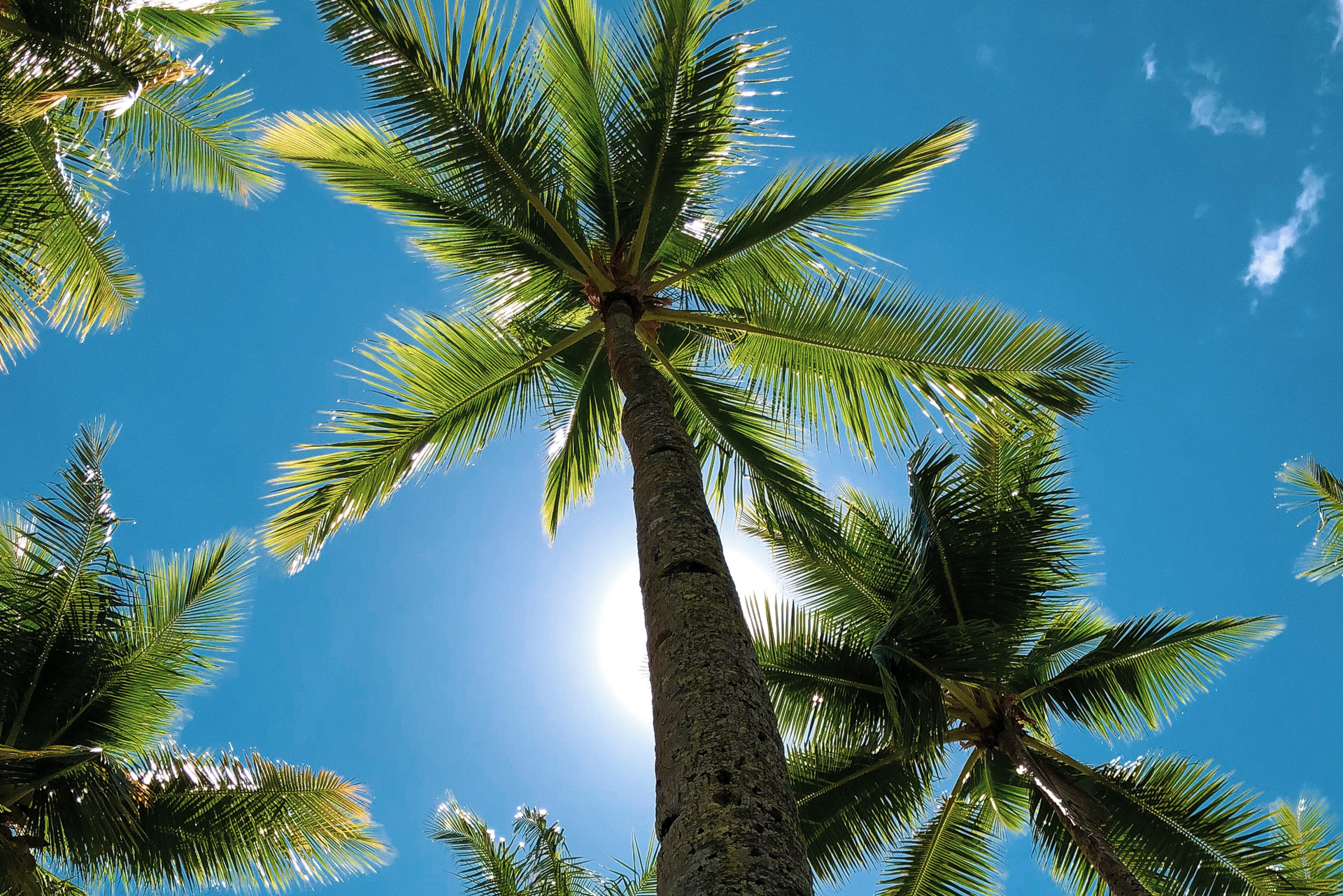 10 Uses of Coconut Trees: From Coconut Water to Coir Umbrellas - Dengarden