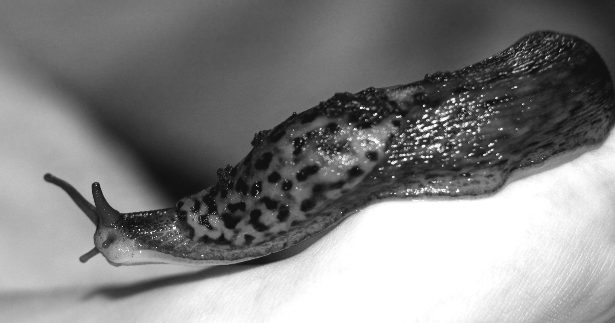 8 Ways to Get Rid of Slugs in Your Garden - Dengarden
