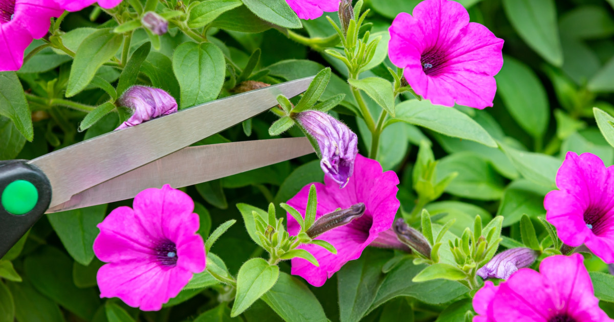 Here's How to Deadhead Spring Bulbs for Healthier Plants - Dengarden