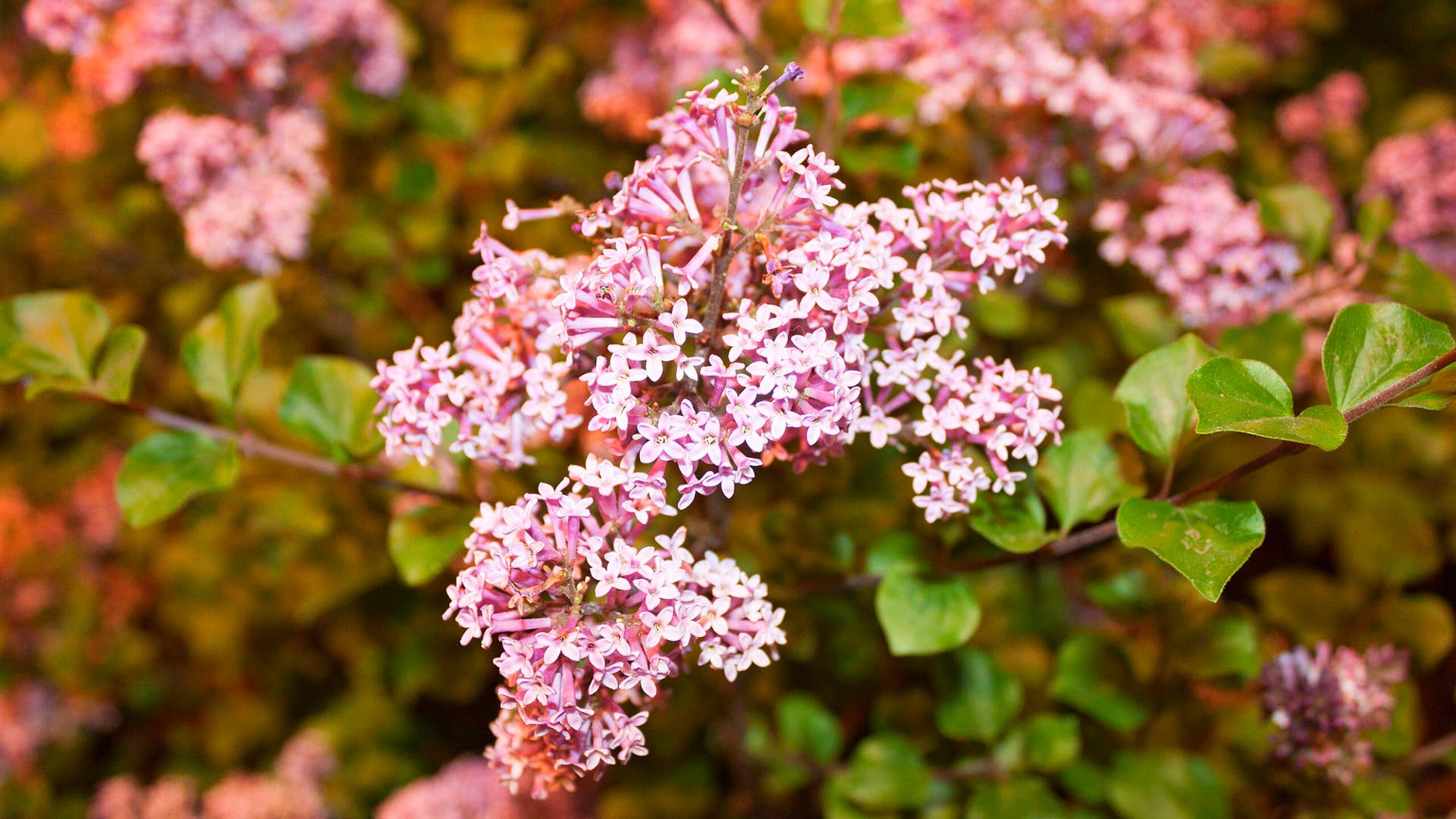 How to Grow and Maintain Korean Lilac - Dengarden