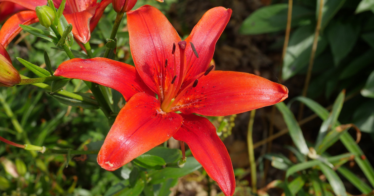 How to Grow Asiatic Lilies - Dengarden