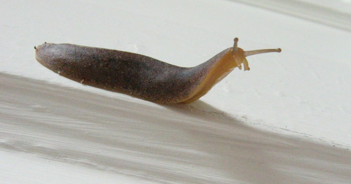 6 Ways to Get Rid of Slugs in Your House - Dengarden