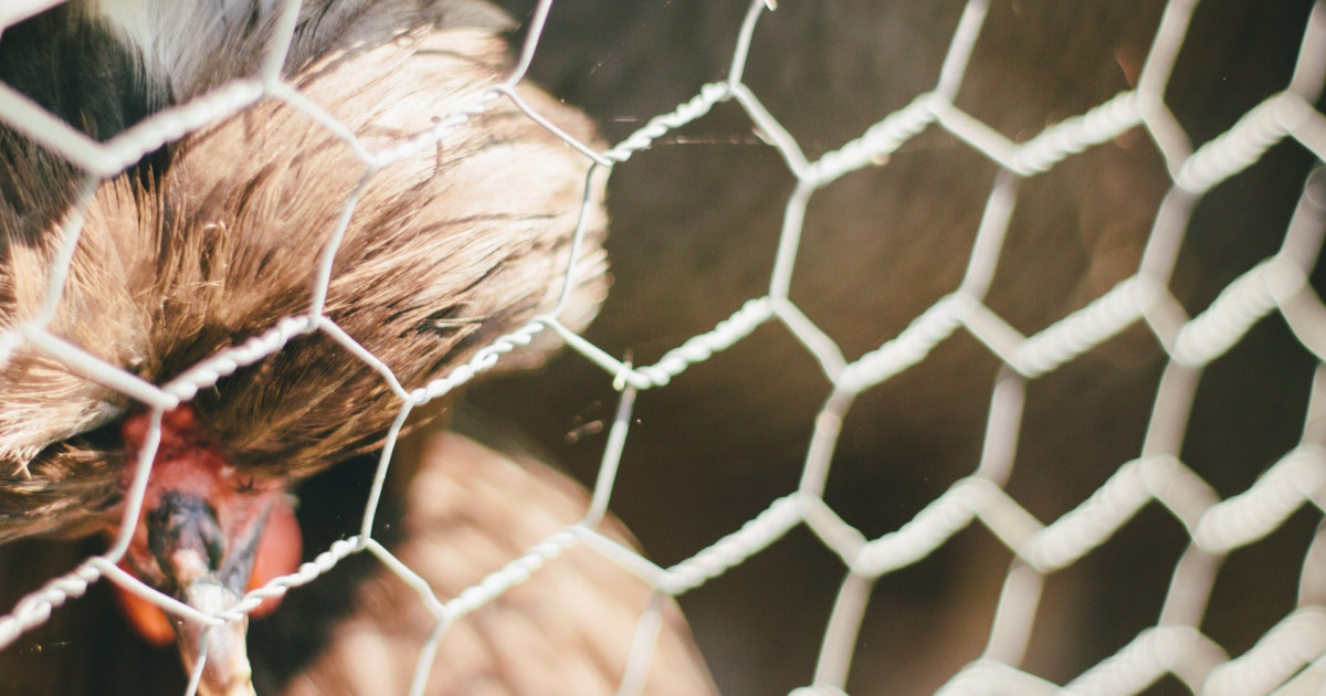 Trick for Making Chicken Wire Look Practically Invisible Has People ...