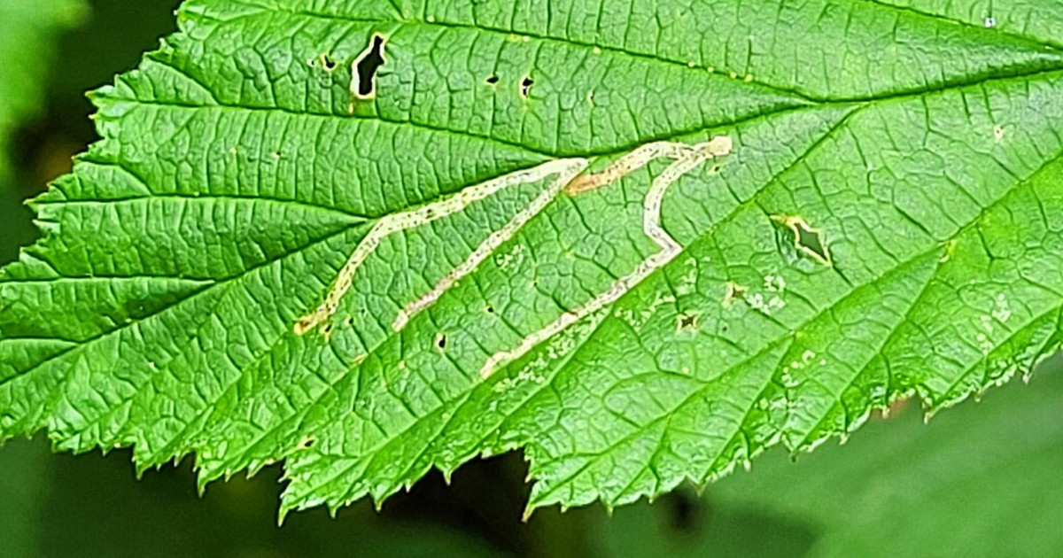 10 Tiny Garden Pests That Can Cause Big Damage (and What You Can Do ...