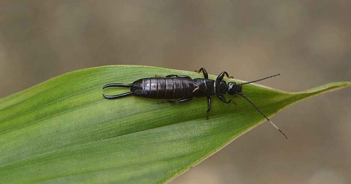 Do Earwigs Bite? Here's the Official Answer - Dengarden