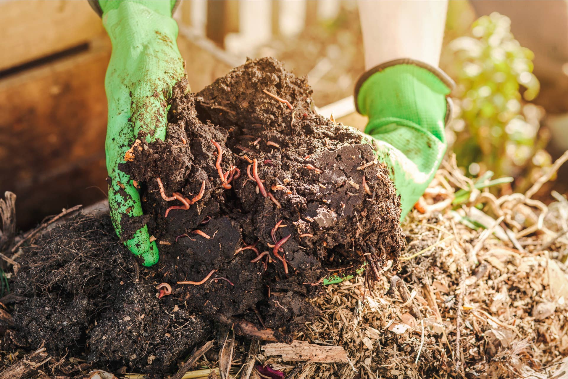 How to Make Your Own Worm Farm from Kitchen Scraps - Dengarden