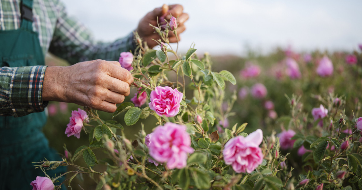 How to propagate roses from cuttings - Dengarden