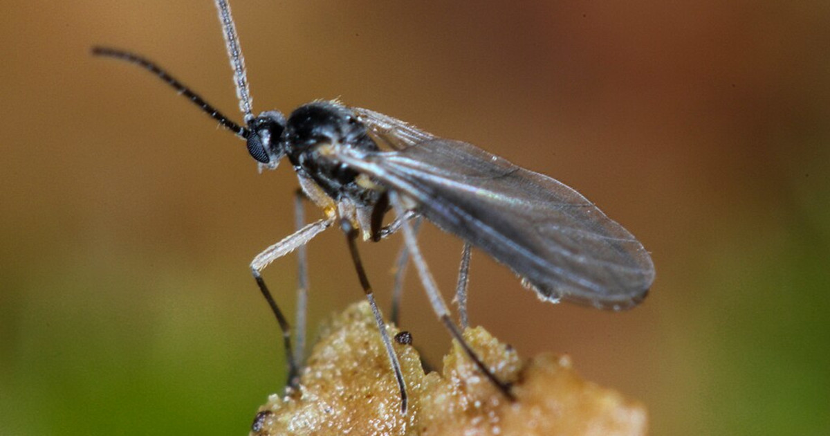 Insects on Houseplants: 7 Common Houseplant Pests and How to Get Rid of ...