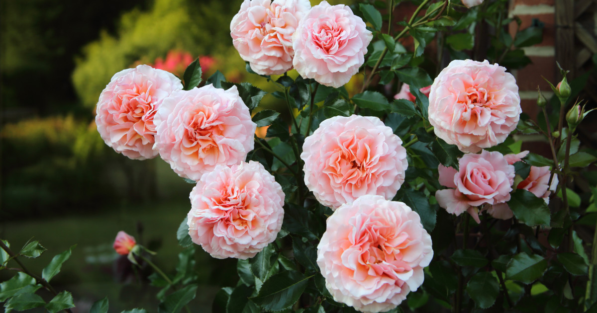 Growing Roses From Seed: Expert Tips for Successfully Starting Your Own ...