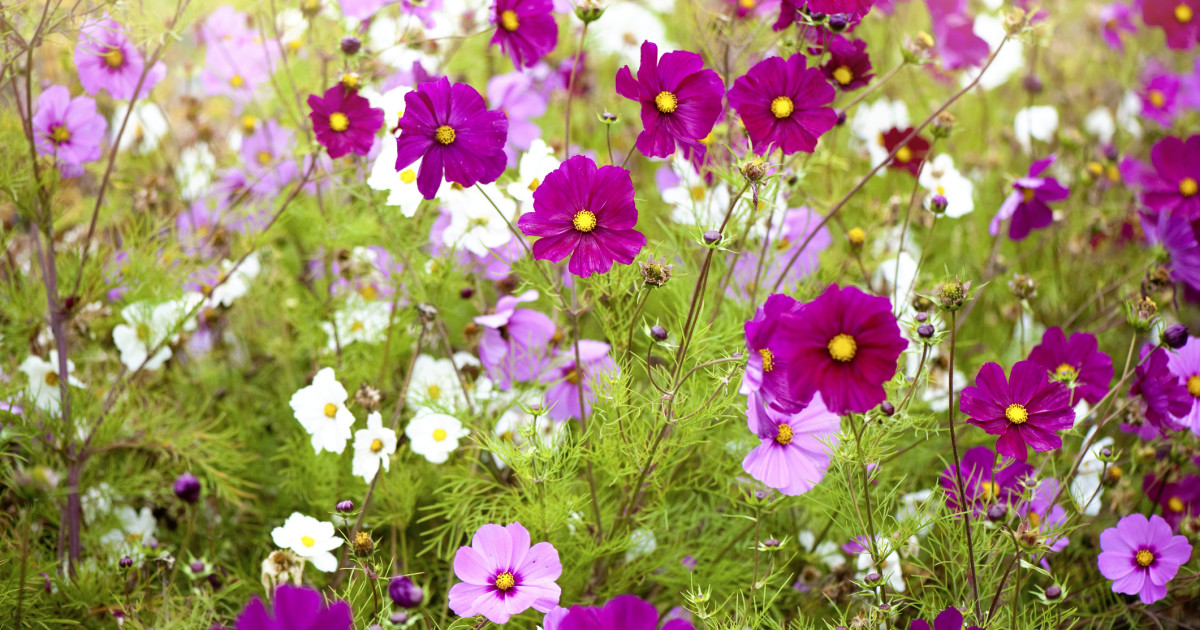 12 Easy-to-Grow Flowers for Beginner Gardeners - Dengarden