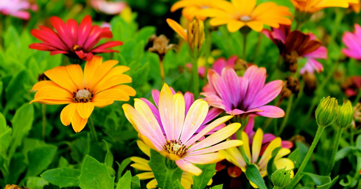 Woman's Stunning DIY Pollinator Garden Has Everyone 'Absolutely ...