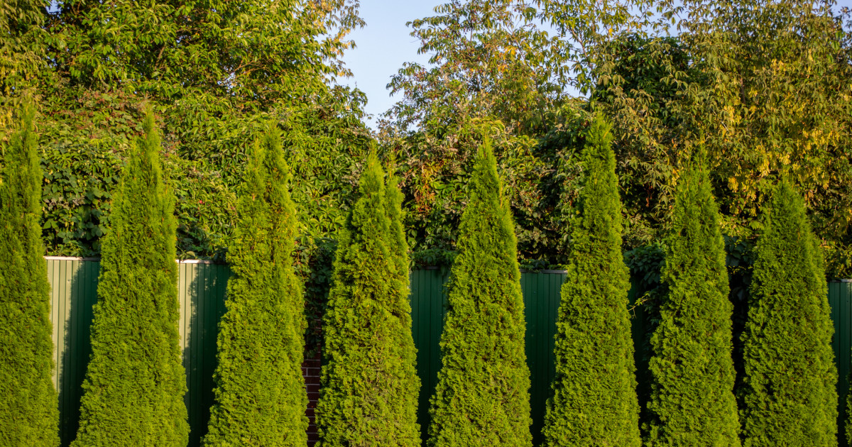 15 Best Trees for Privacy That Grow Fast and Look Beautiful - Dengarden