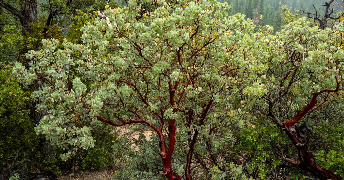 How to grow and care for Manzanita trees - Dengarden