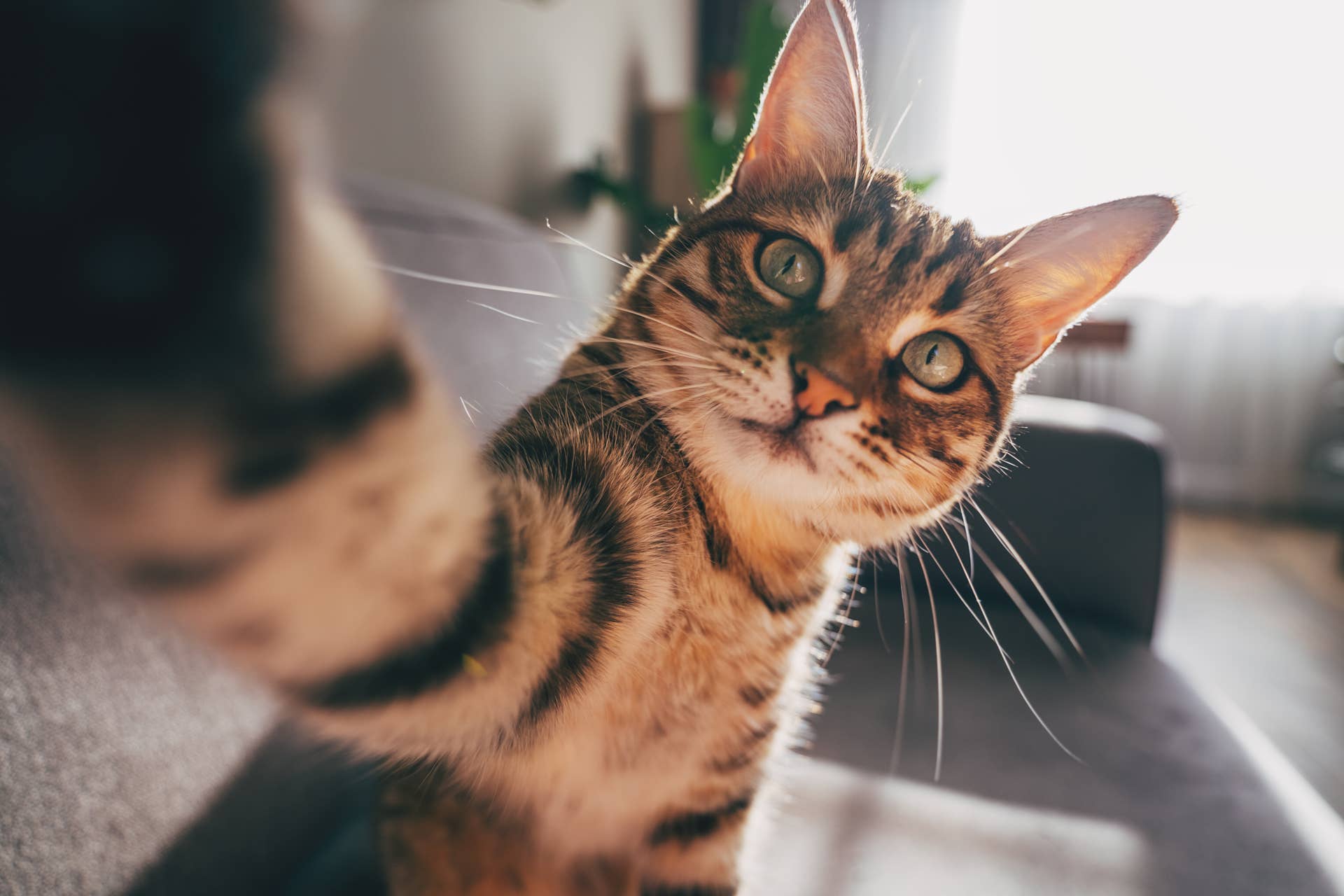 Woman Created A DIY Strawberry Cat Scratcher And It's So Cute - Dengarden