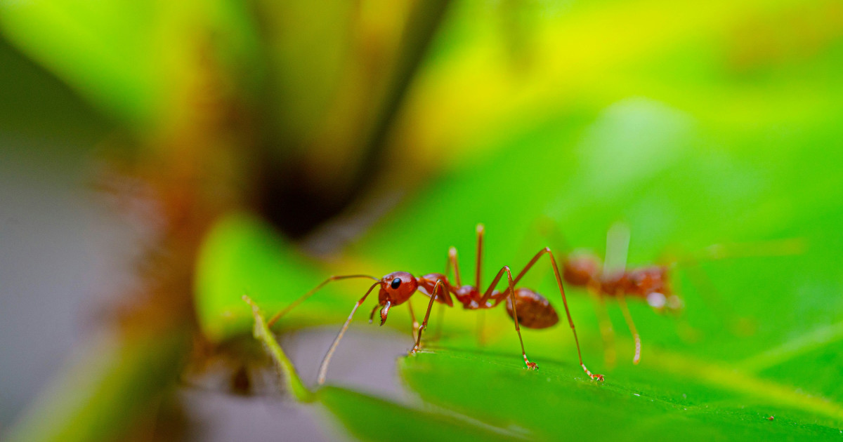 Red Imported Fire Ants–What You Need to Know - Dengarden