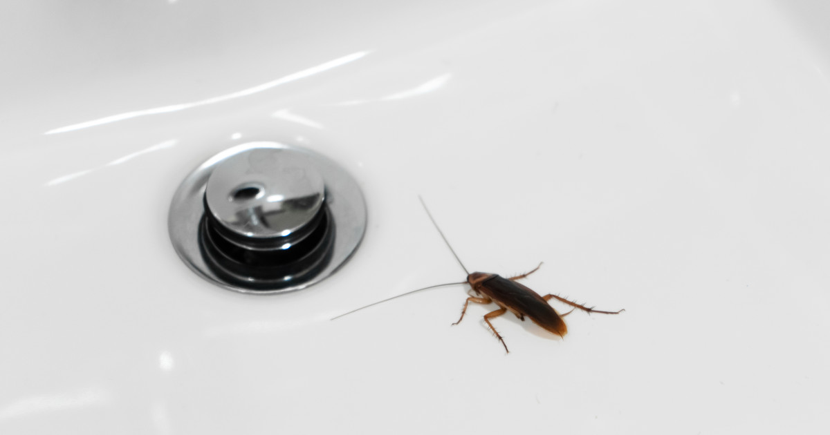 How to Identify and Control Insects and Bugs in Drains - Dengarden