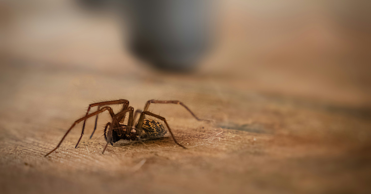 How to Identify and Deal With Bugs in Your Basement - Dengarden