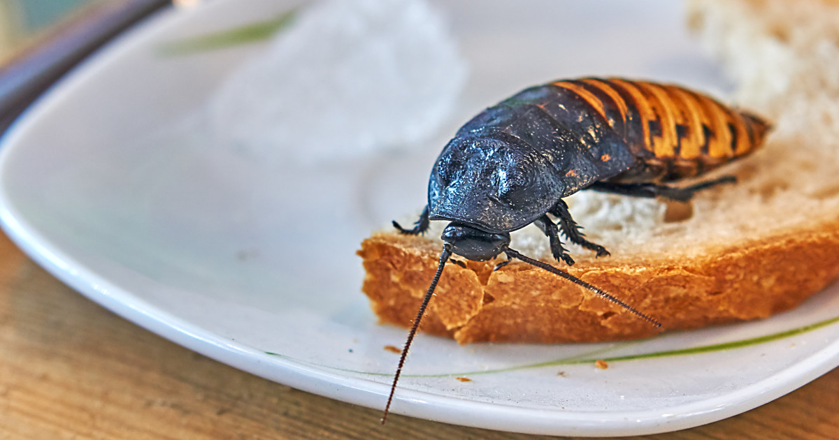 How to Identify and Deal With Insects in Your Kitchen - Dengarden