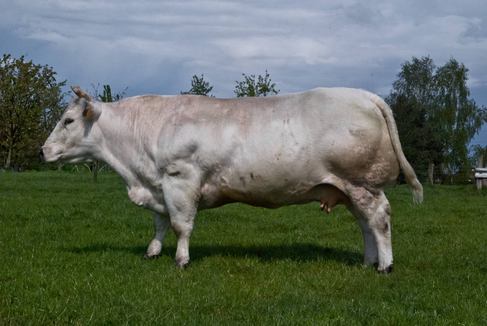 Everything You Need to Know About the 'Belgian Blue' Cow Breed - Dengarden