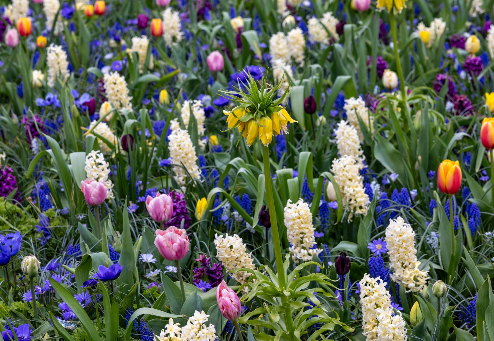 How to Lasagna Plant Spring Bulbs This Fall - Dengarden