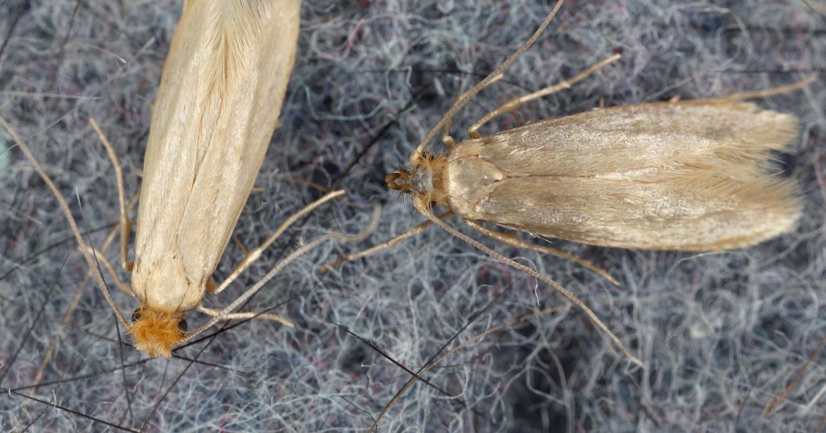 How to Identify and Get Rid of Clothes Moths in Your Home - Dengarden