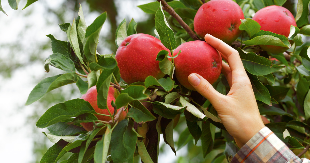 How to Know When to Pick Apples: A Failsafe Harvesting Method - Dengarden