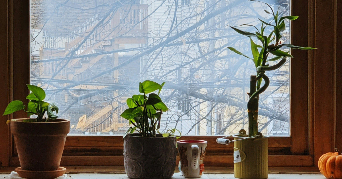 How to Tell if a Houseplant Is Dead or Dormant - Dengarden